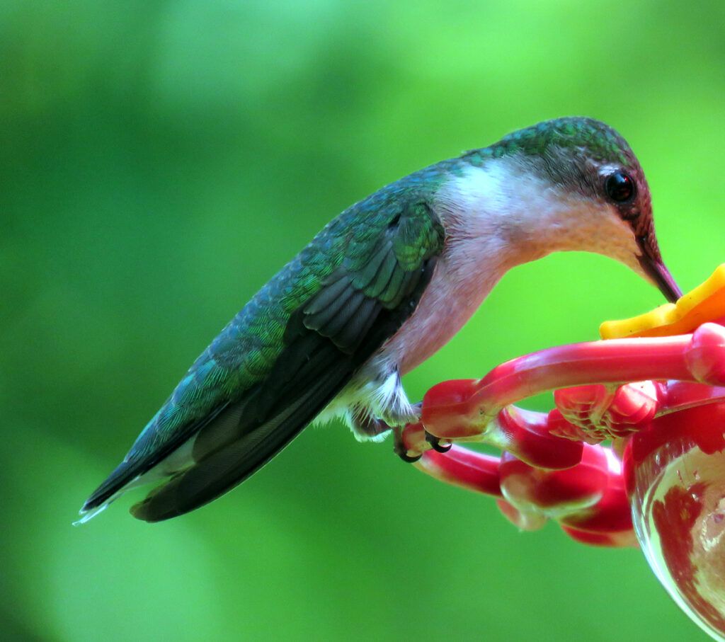 Dr. Jamie Koufman - LPR, Acid Reflux, Chronic Cough & GERD Specialist