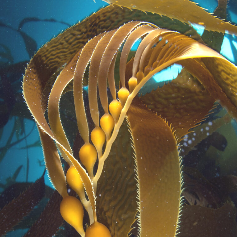 Alginates: From Seaweed to Acid Reflux Treatment - Dr. Jamie Koufman